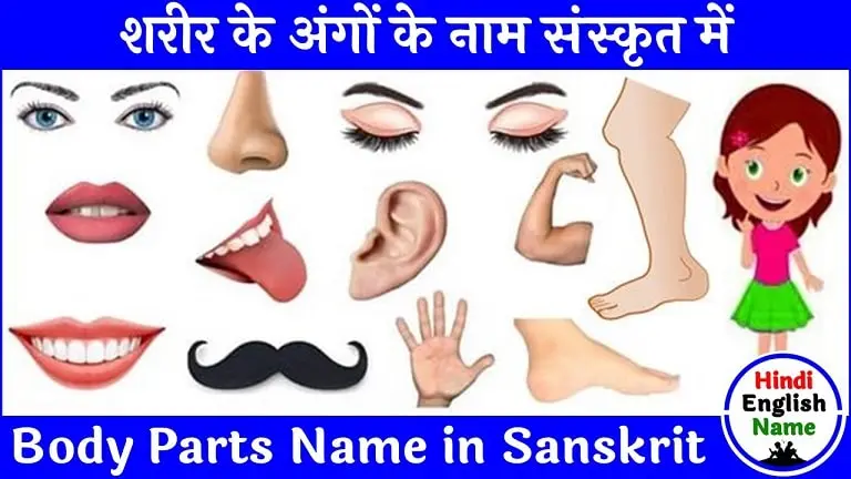 Sharir Ke Ango Ke Naam Sanskrit Mein Body Parts Name In Sanskrit 50 Sharir Ke Ango Ke Naam Sanskrit Mein Body Parts Name In Sanskrit 50